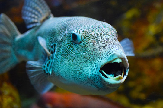 รูปภาพPirania – เลือกดูภาพถ่ายสต็อก เวกเตอร์ และวิดีโอ358 | Adobe Stock