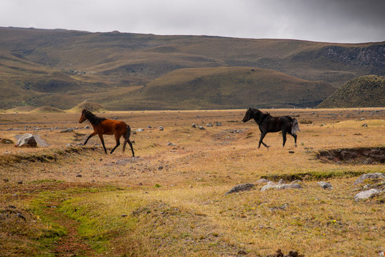 รูปภาพSteppa – เลือกดูภาพถ่ายสต็อก เวกเตอร์ และวิดีโอ437 | Adobe Stock
