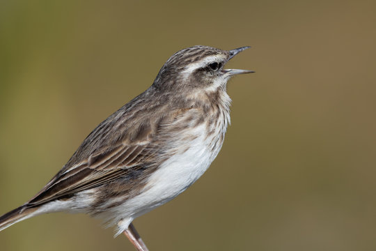 Titlark bilder – Bläddra bland 7,307 stockfoton, vektorer och videor ...