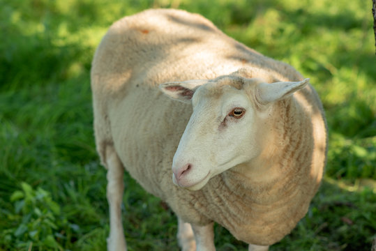 Brebis 이미지 – 찾아보기 6,032 스톡 사진, 벡터 및 비디오 | Adobe Stock