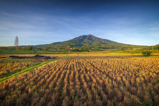 Sumbar Images – Browse 56 Stock Photos, Vectors, and Video | Adobe Stock