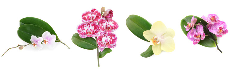 Orchid photos, royalty-free images, graphics, vectors & videos | Adobe ...