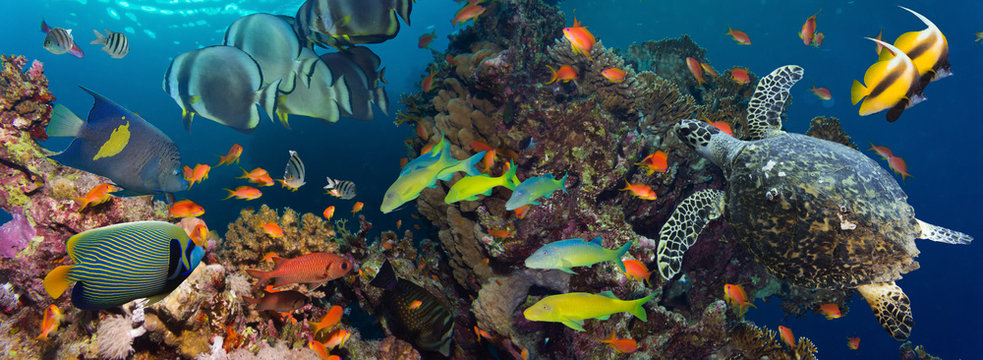 Cramp-Fish Imej – Semak Imbas 47 Foto, Vektor dan Video Stok | Adobe Stock