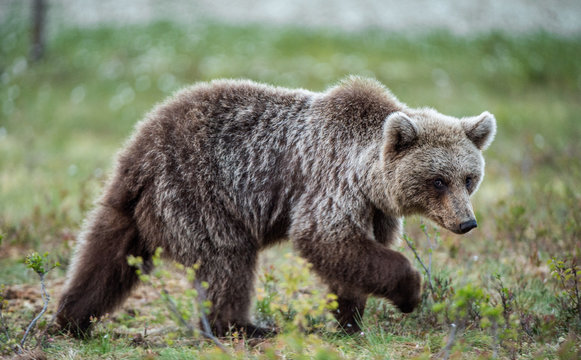 Wild-Animal bilder – Bläddra bland 3,156 stockfoton, vektorer och ...