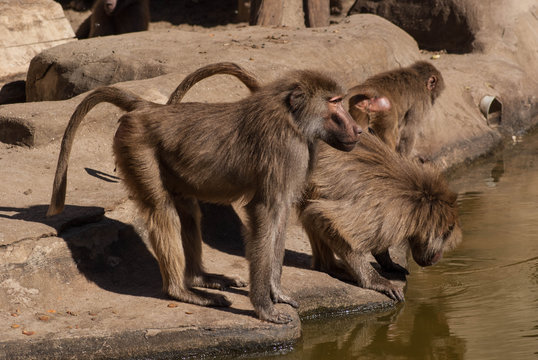 Imagens de Pawian – Explore Fotografias do Stock, Vetores e Vídeos de ...