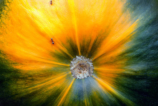 รูปภาพMicrocosm – เลือกดูภาพถ่ายสต็อก เวกเตอร์ และวิดีโอ19,270 | Adobe ...