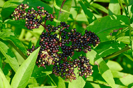 Holunderbeere Images – Browse 307 Stock Photos, Vectors, and Video ...