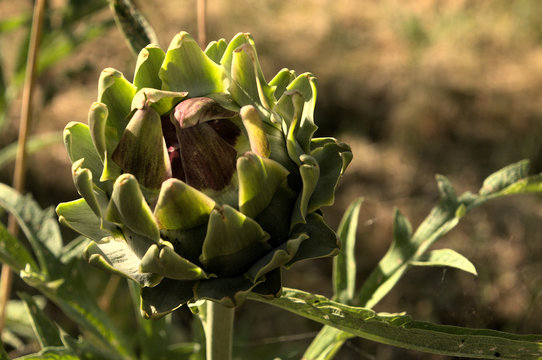 Cynara 画像 - 参照 5,485 Stock 写真、ベクターおよびビデオ | Adobe Stock