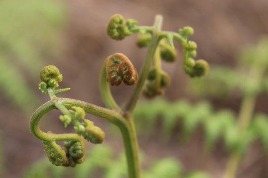 รูปภาพMeristem – เลือกดูภาพถ่ายสต็อก เวกเตอร์ และวิดีโอ469 | Adobe Stock