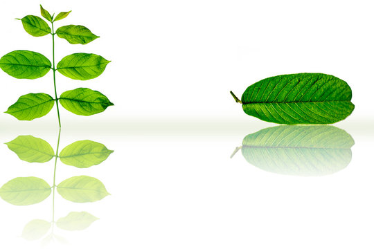 Babugosha Images – Browse 19 Stock Photos, Vectors, and Video | Adobe Stock