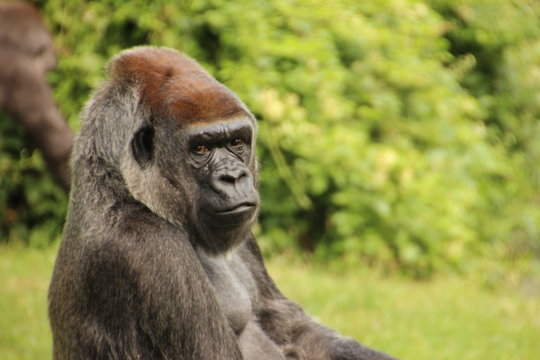 「Goril」の写真素材 | 7件の無料イラスト画像 | Adobe Stock