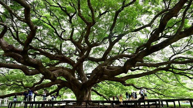 Monkey Pod Tree Images – Browse 921 Stock Photos, Vectors, and Video ...