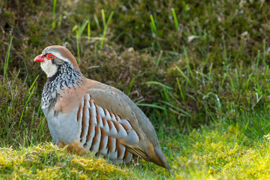 "French Partridge" Bilder – Durchsuchen 305 Archivfotos, Vektorgrafiken ...