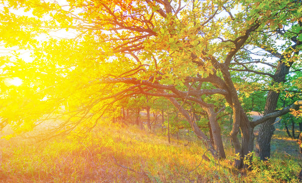 Glage Images – Browse 10 Stock Photos, Vectors, and Video | Adobe Stock