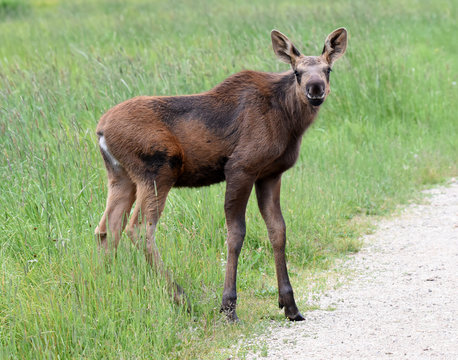 "Baby Moose" Images – Browse 325 Stock Photos, Vectors, and Video ...