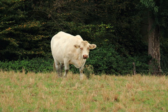 Imagens de Huftiere – Explore Fotografias do Stock, Vetores e Vídeos de ...
