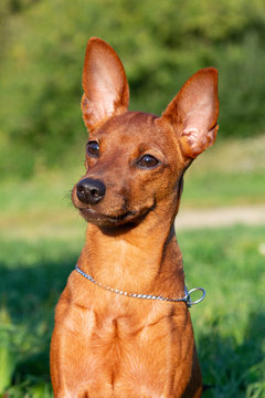 Miniature Pinscher Mix Red