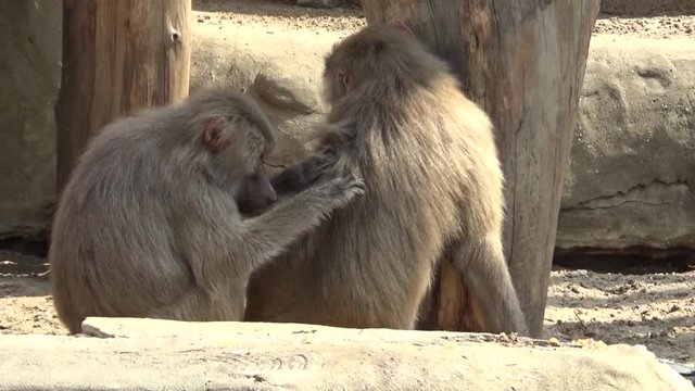 Pawian Images – Browse 241 Stock Photos, Vectors, and Video | Adobe Stock