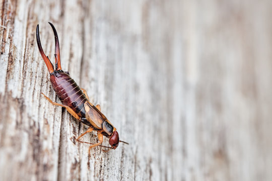 รูปภาพDermaptera – เลือกดูภาพถ่ายสต็อก เวกเตอร์ และวิดีโอ2,314 | Adobe ...