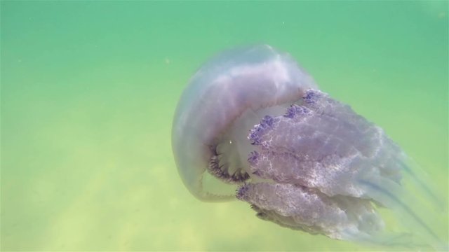 "Frilly-Mouthed Jellyfish" Images – Browse 498 Stock Photos, Vectors ...