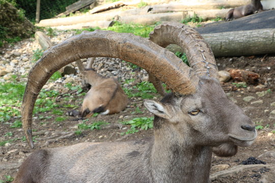 รูปภาพTieraugen – เลือกดูภาพถ่ายสต็อก เวกเตอร์ และวิดีโอ259 | Adobe Stock