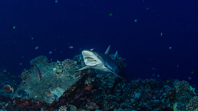 รูปภาพPutzerfisch – เลือกดูภาพถ่ายสต็อก เวกเตอร์ และวิดีโอ68 | Adobe Stock