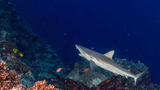 รูปภาพPutzerfisch – เลือกดูภาพถ่ายสต็อก เวกเตอร์ และวิดีโอ78 | Adobe Stock