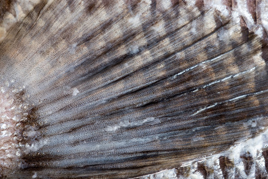 Pinna Bilder – Durchsuchen 3,834 Archivfotos, Vektorgrafiken und Videos ...