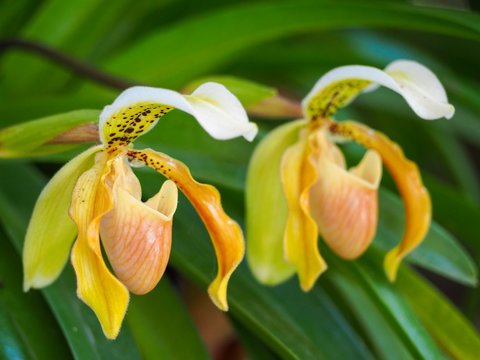 「Paph」の画像 - 407 件の Stock 写真、ベクターおよびビデオ | Adobe Stock