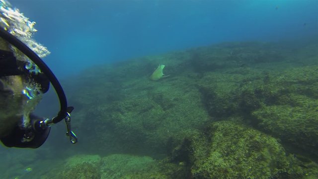 Obrazy ("Leopard Shark") — zdjęcia, wektory i wideo bez tantiem (878 ...