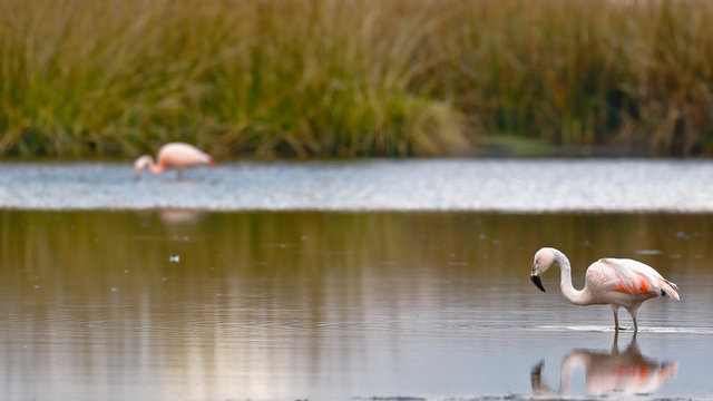 Parihuana Images – Browse 41 Stock Photos, Vectors, and Video | Adobe Stock