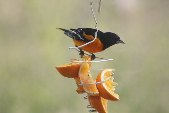 รูปภาพOriel – เลือกดูภาพถ่ายสต็อก เวกเตอร์ และวิดีโอ13,519 | Adobe Stock