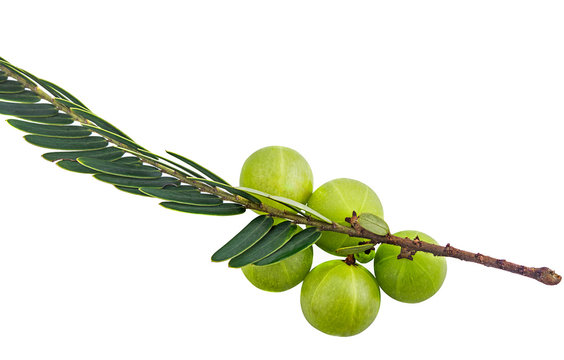 The Astonishing Amalaki: Exploring The Medicinal Marvels Of, 42% OFF
