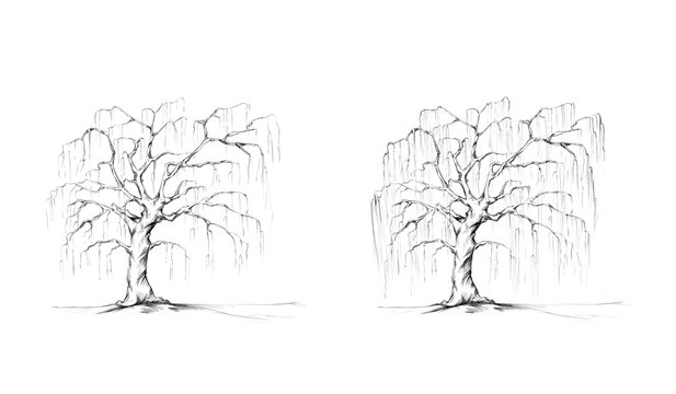 Trauerweide Bilder – Durchsuchen 3,626 Archivfotos, Vektorgrafiken und ...