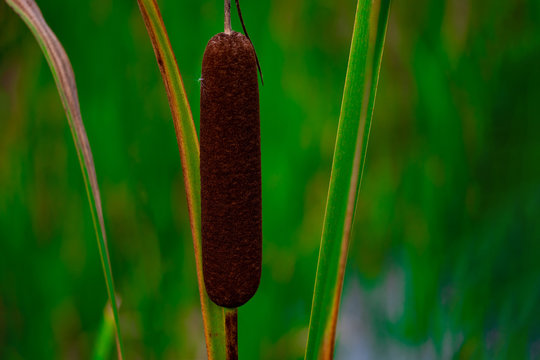 รูปภาพSimse – เลือกดูภาพถ่ายสต็อก เวกเตอร์ และวิดีโอ153 | Adobe Stock