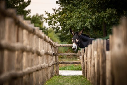 รูปภาพBourricot – เลือกดูภาพถ่ายสต็อก เวกเตอร์ และวิดีโอ87 | Adobe Stock