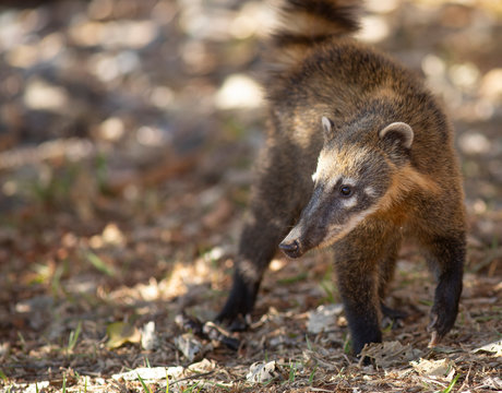 Quati Images – Browse 433 Stock Photos, Vectors, and Video | Adobe Stock