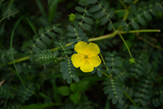 รูปภาพPlollen – เลือกดูภาพถ่ายสต็อก เวกเตอร์ และวิดีโอ100 | Adobe Stock
