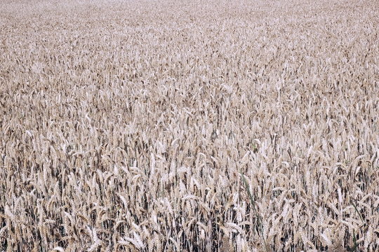 「Nartur」の写真素材 | 78件の無料イラスト画像 | Adobe Stock