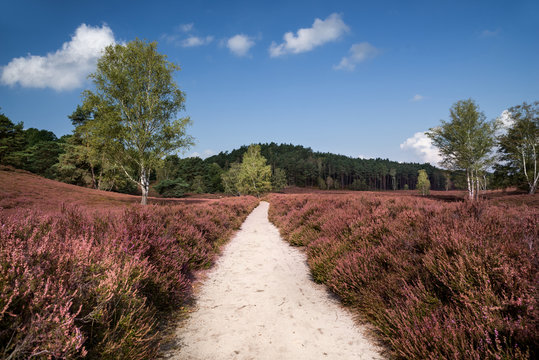รูปภาพ"Heide – เลือกดูภาพถ่ายสต็อก เวกเตอร์ และวิดีโอ43,433 | Adobe Stock