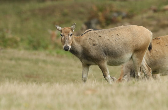 Imágenes de Milu: descubre bancos de fotos, ilustraciones, vectores y ...