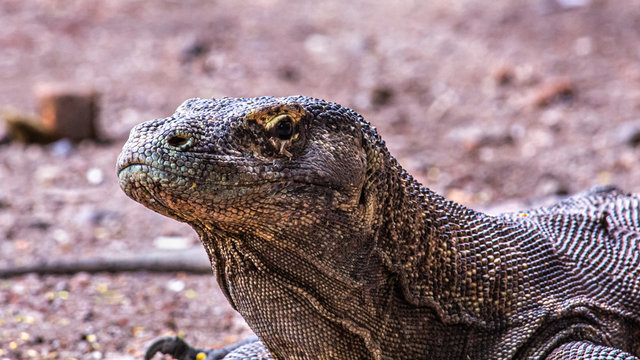 Komodo-Waran Images – Browse 23 Stock Photos, Vectors, and Video ...