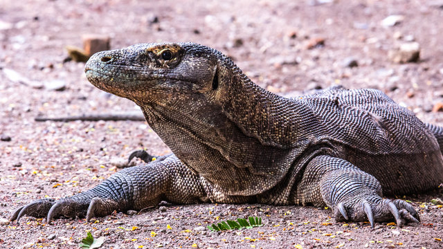 Komodo-Waran Images – Browse 23 Stock Photos, Vectors, and Video ...