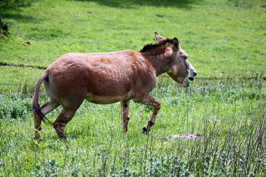 Rebuznar Images – Browse 5 Stock Photos, Vectors, and Video | Adobe Stock