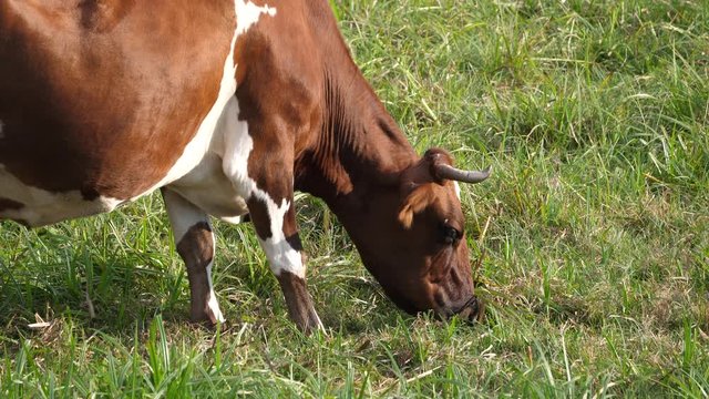 Imágenes de "Cow Eating": descubre bancos de fotos, ilustraciones ...