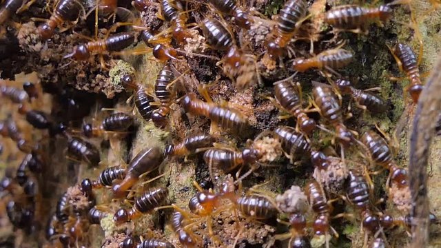 Macrotermes bilder – Bläddra bland 111 stockfoton, vektorer och videor ...
