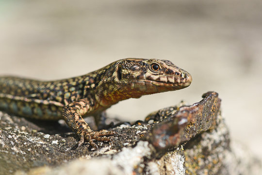 Imágenes de Saurio: descubre bancos de fotos, ilustraciones, vectores y ...