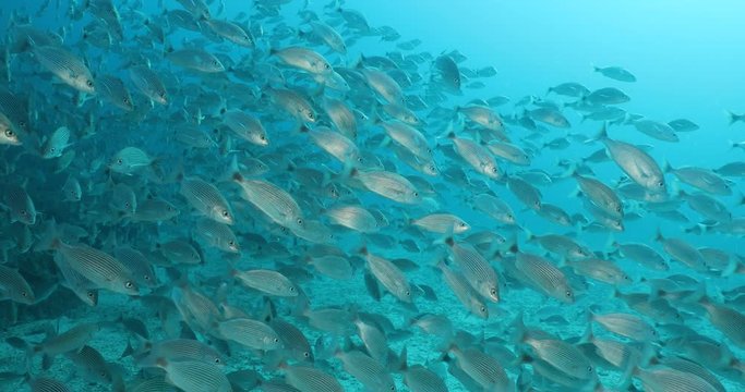 รูปภาพSpottail – เลือกดูภาพถ่ายสต็อก เวกเตอร์ และวิดีโอ76 | Adobe Stock