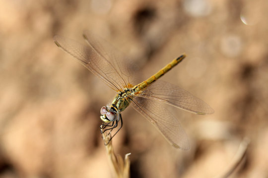 รูปภาพOdonate – เลือกดูภาพถ่ายสต็อก เวกเตอร์ และวิดีโอ47,478 | Adobe Stock