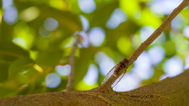 Zirpe Images – Browse 28 Stock Photos, Vectors, and Video | Adobe Stock